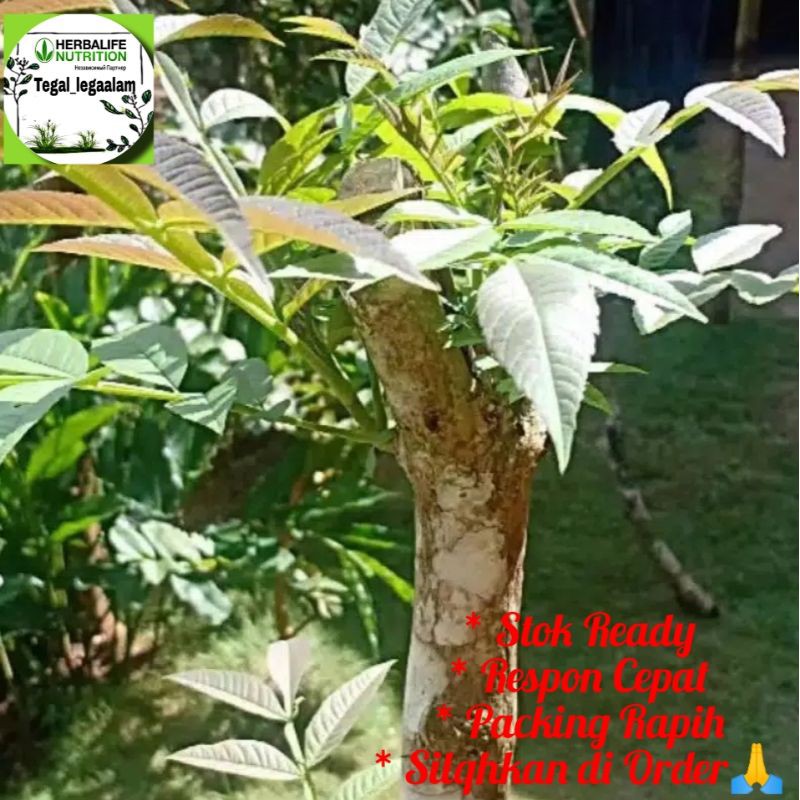 Jual Bibit stek batang sungkai | Shopee Indonesia