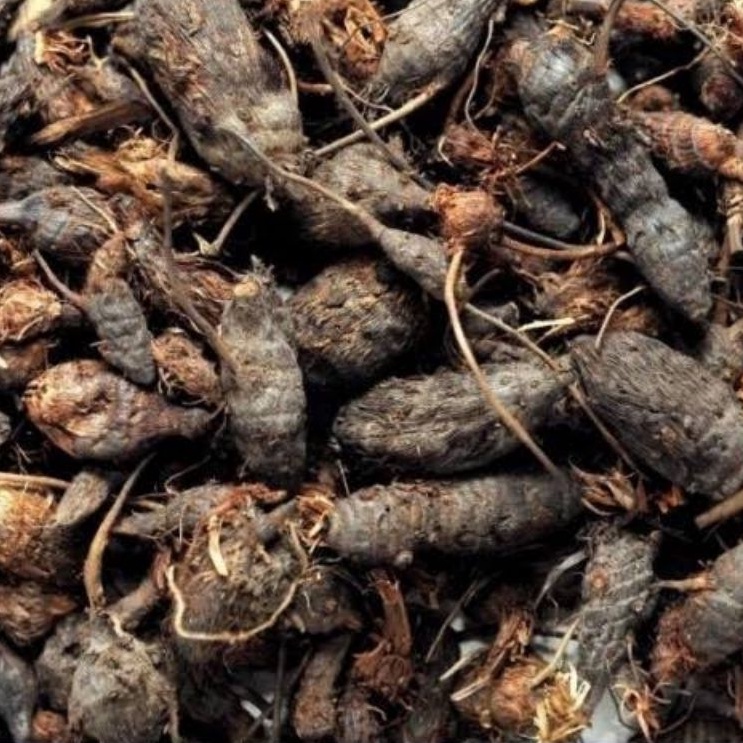 Jual Umbi Suket Teki 1 Kg / Rimpang Rumput Teki / Cyperus Rotundus ...