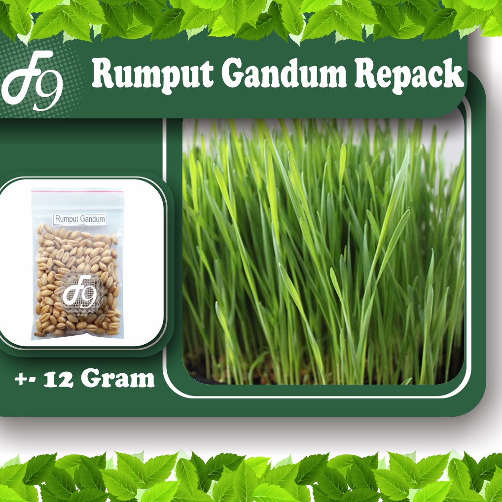 Jual Benih Bibit Rumput Gandum - Wheat Grass - Rumput Kucing Murah ...
