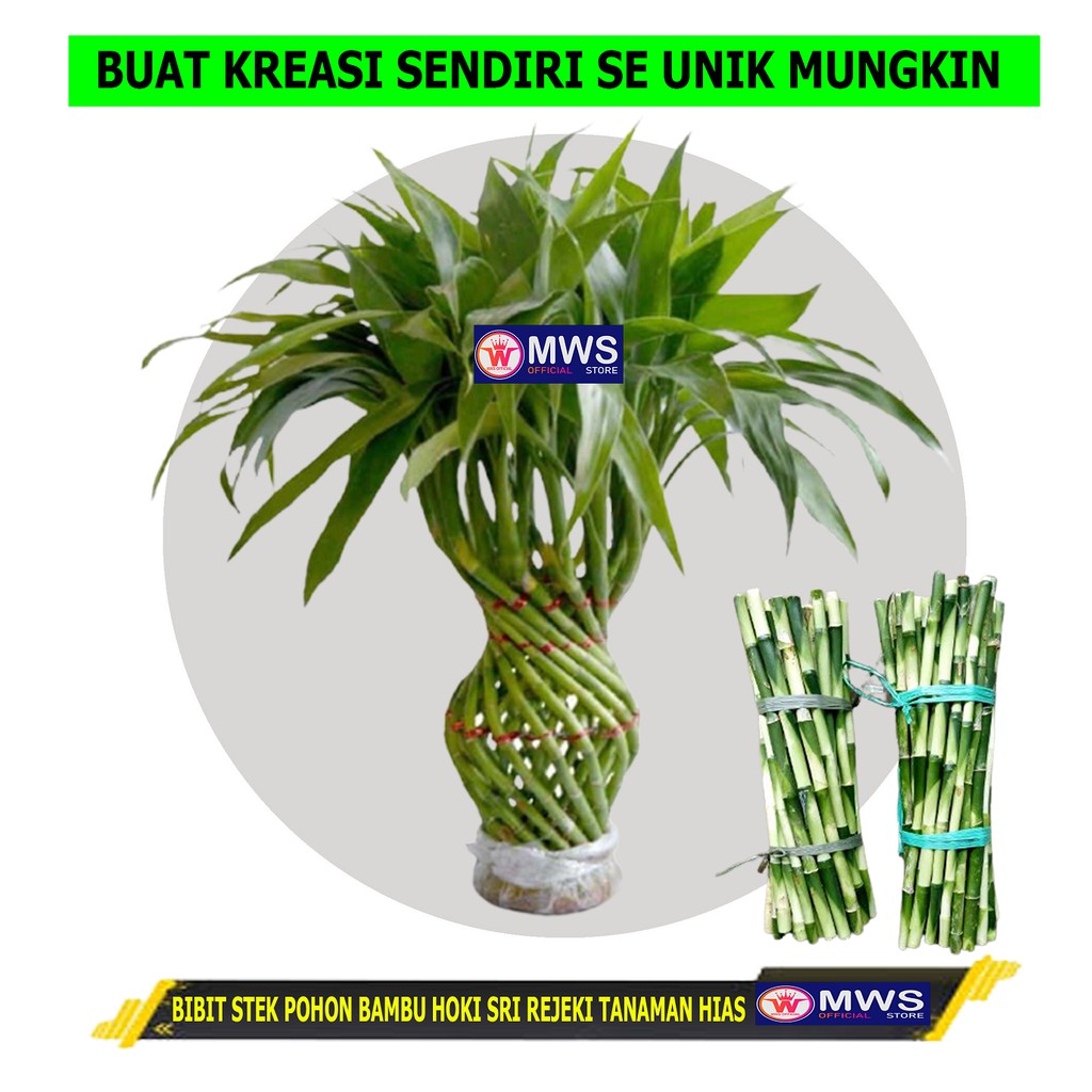 Jual BIBIT STEK POHON BAMBU HOKI SRI REJEKI TANAMAN HIAS (MWS OFFICIAL ...