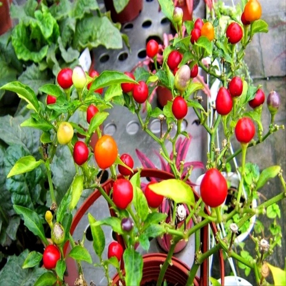 Jual 10 Benih Biji Cabe Cherry -RSB1990 | Shopee Indonesia