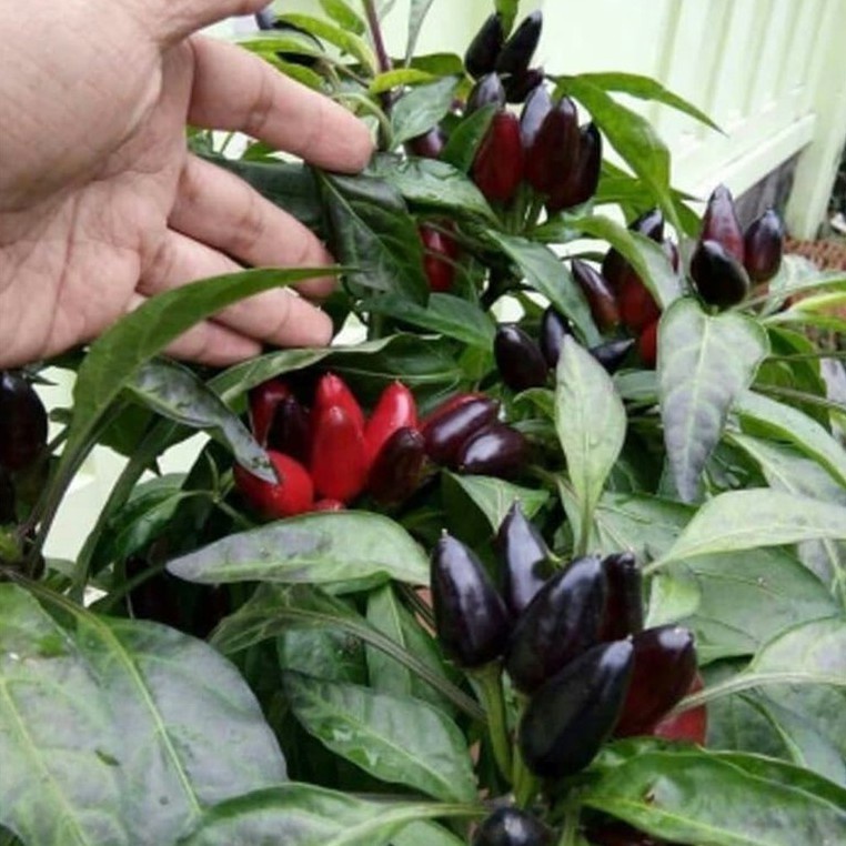 Jual Kedai Benih Bibit Cabe Hitam Candle ~ 2 Biji | Shopee Indonesia