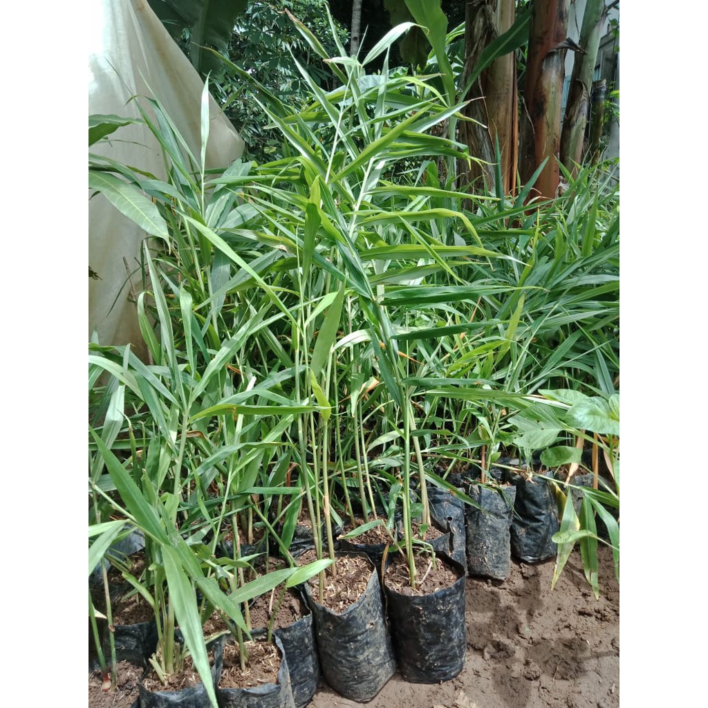 Jual Bibit jahe merah kualitas unggul kaya manfaat | Shopee Indonesia Jual Bibit jahe merah kualitas unggul kaya manfaat | Shopee Indonesia