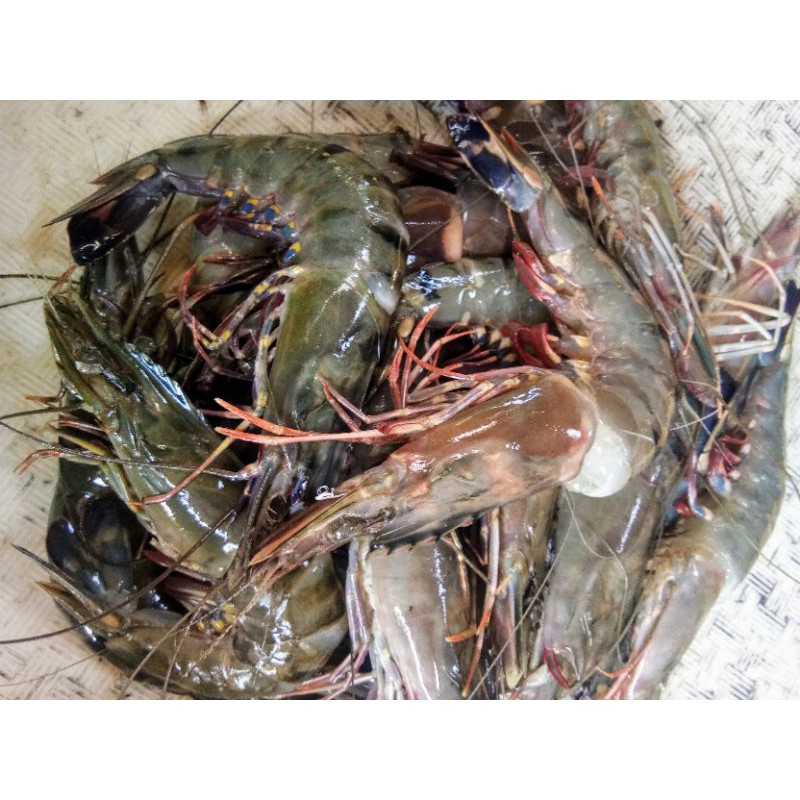 Jual UDANG PANCET (PP) BESAR SIZE 12/15 1KG | Shopee Indonesia