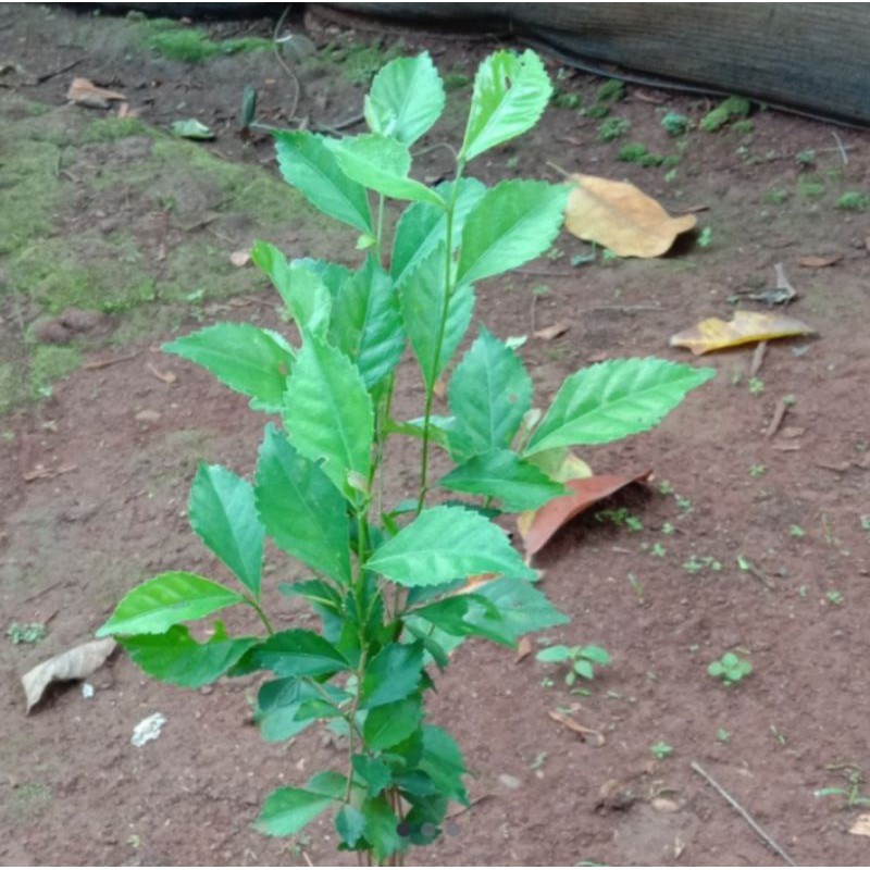 Jual Tanaman hias pohon Teh tehan | Shopee Indonesia
