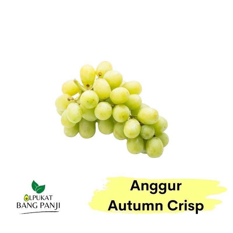 Jual ALPUKAT BANG PANJI - Anggur Autumn Crisp non biji | Shopee Indonesia