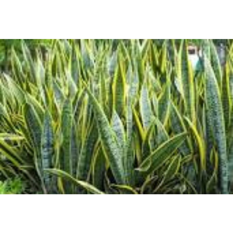 Jual bibit bunga lidah mertua /Sansevieria trifasciata | Shopee Indonesia