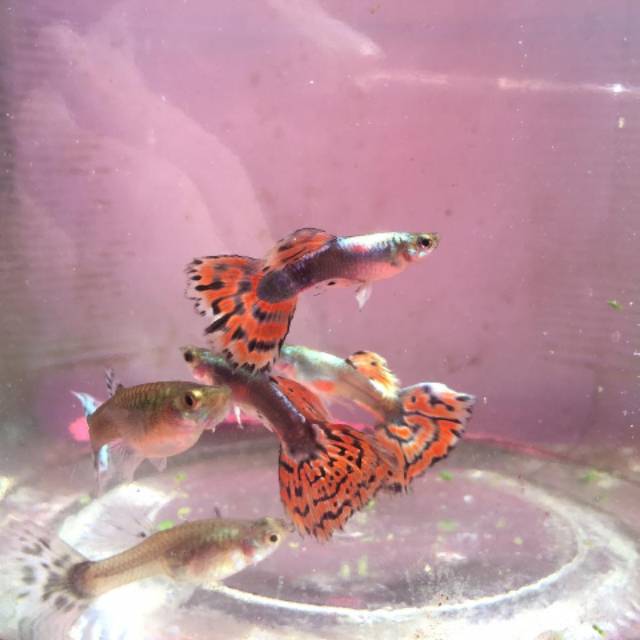 Jual Guppy Platinum Red Mozaik | Shopee Indonesia