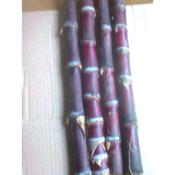 Jual bibit tebu Wulung/tebu hitam /tebu Ireng ukuran 40cm 1 pcs ...