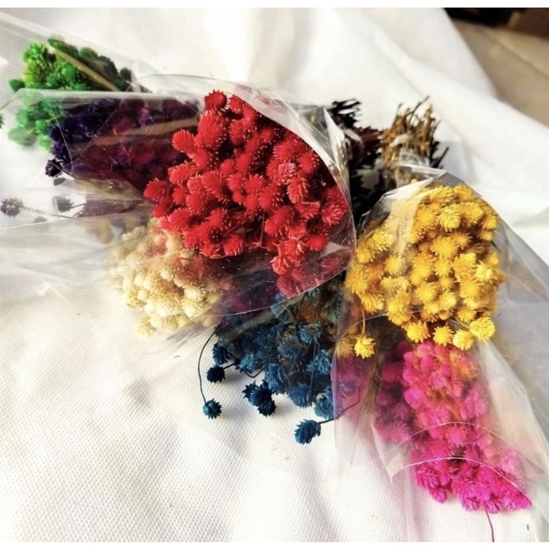 Jual BUNGA CEBOL SATU IKAT (isi 25-40pcs)Dekorasi Buket Bunga Rustik ...