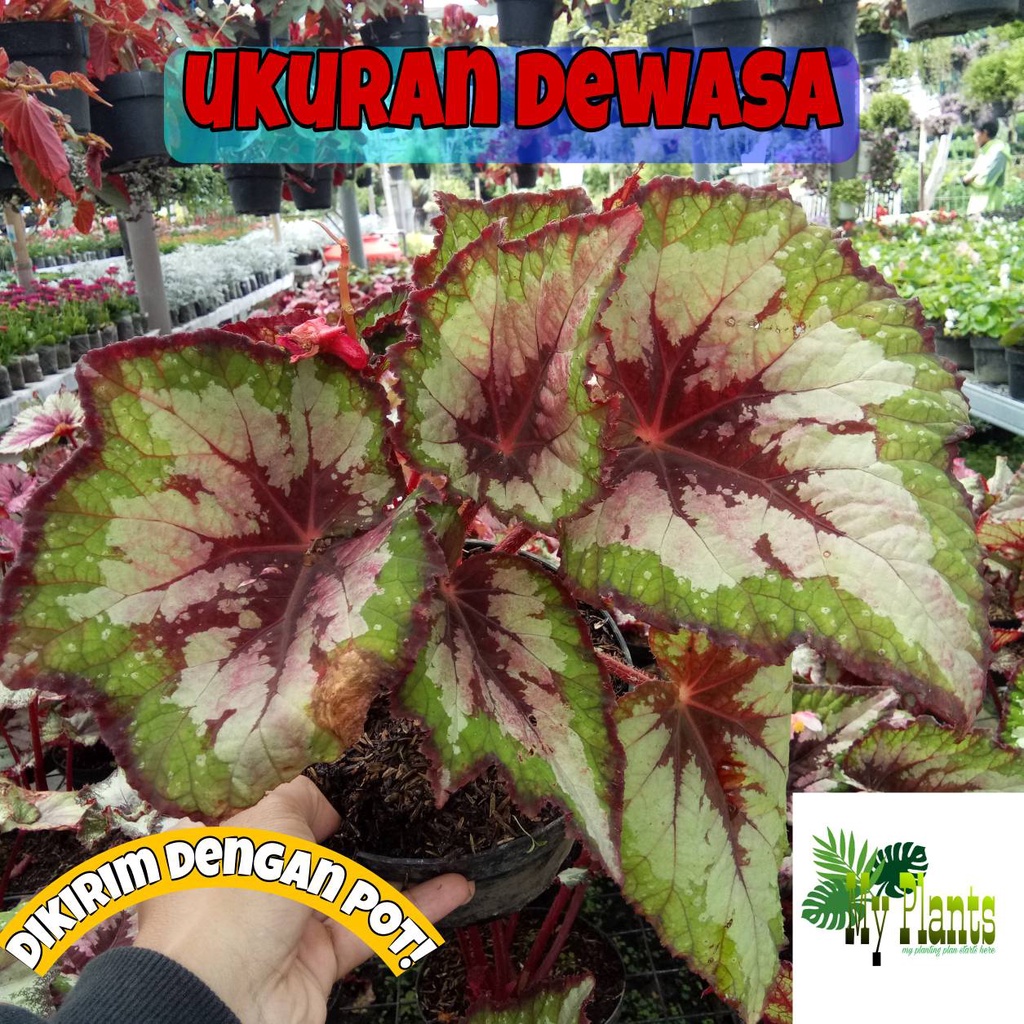 Jual FULL POT ! Tanaman Hias Bunga Begonia REX GRAPE / WARU Ukuran ...