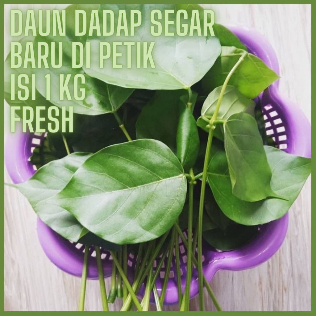Jual Daun dadap serep hijau baru di petik ketika orderan masuk isi 1 kg ...