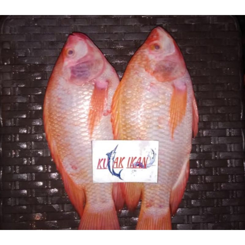 Jual Ikan Nila Merah Premium Segar - bersih / Nila Beku / Ikan Nila ...