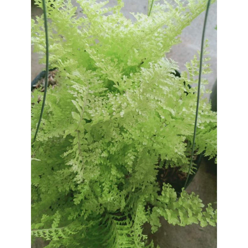 Jual tanaman hias lumut embun pakis embun | Shopee Indonesia