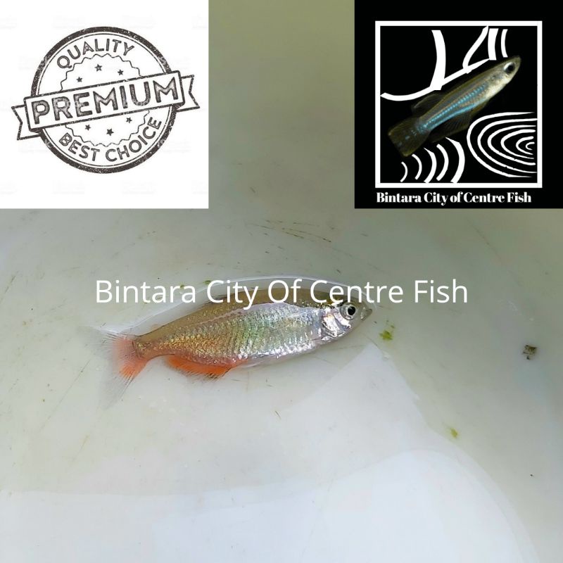 Jual Ikan Red Belly, size 2-2,5cm (M/ML), min order 50 ekor | Shopee ...