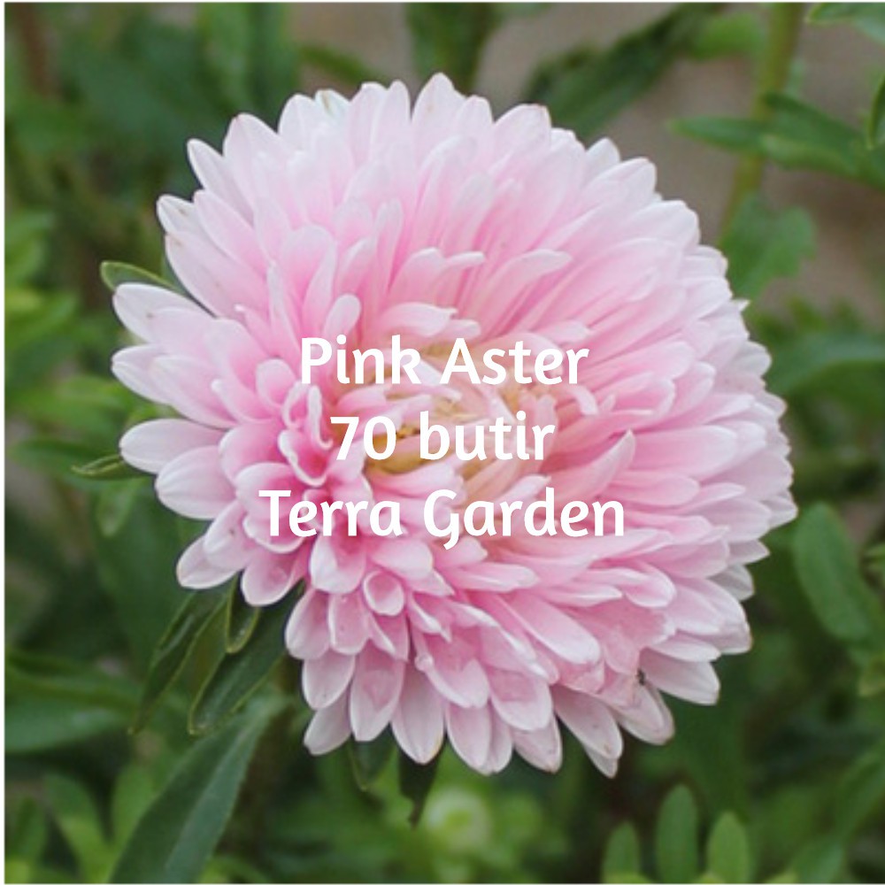 Jual Benih Bunga Biji Aster Putih Kuning Pink Biru 70 Seeds | Shopee ...