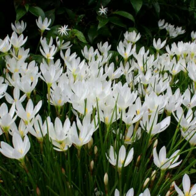 Jual Tanaman hias rain Lily bunga putih / Kulukus / lily hujan penghias ...