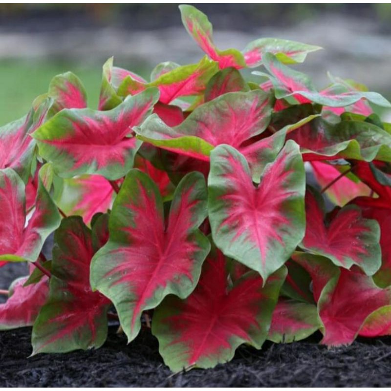 Jual keladi merah caladium florida pink caladium pink burst caladium ...