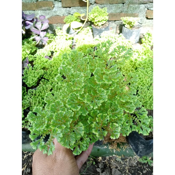 Jual tanaman hias rumput papua/rumput Ambon rimbun promo murah | Shopee ...