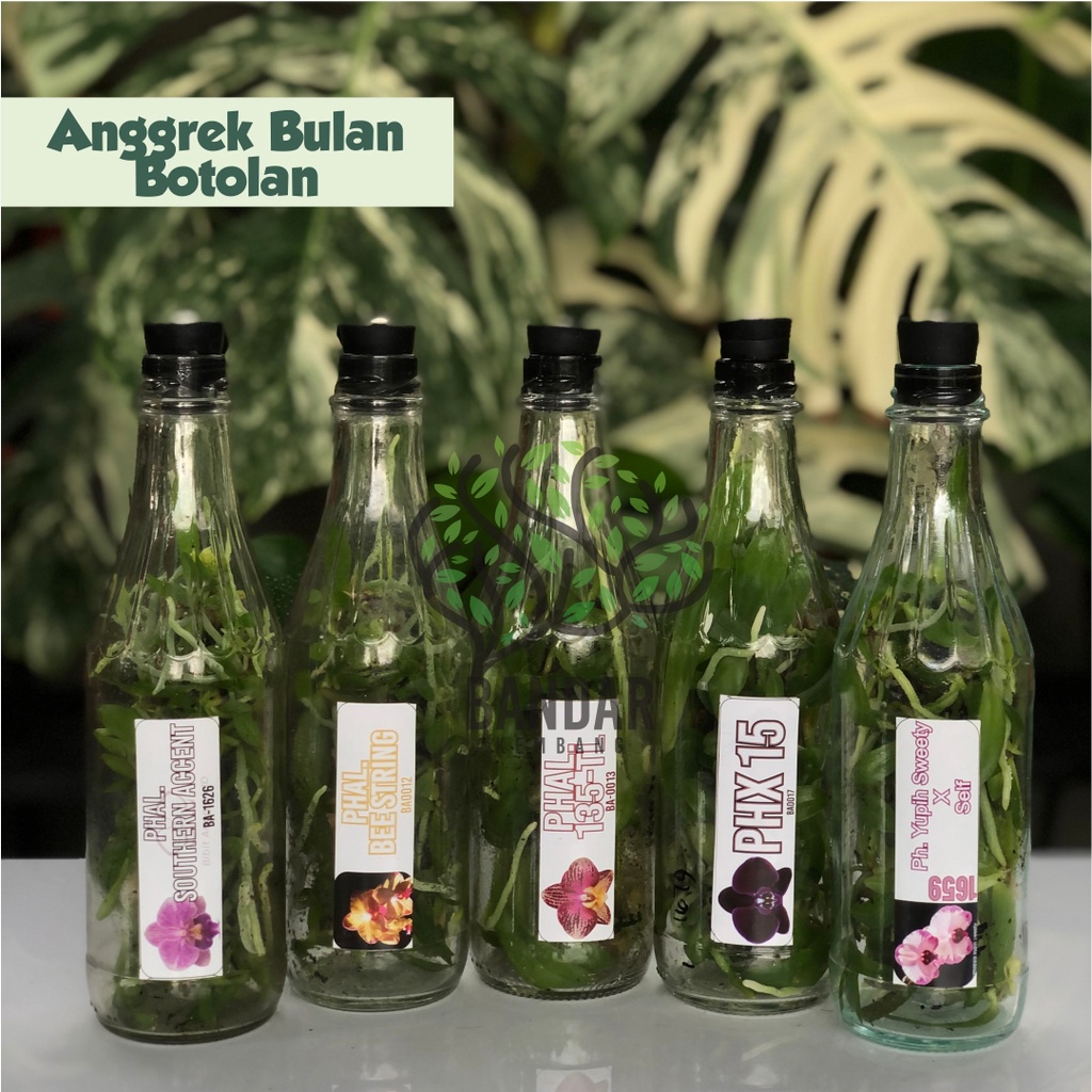Jual Anggrek Bulan Bibit Botolan Seedling Anggrek Bulan Botol | Shopee ...