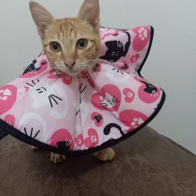 Jual collar kucing kain | Shopee Indonesia