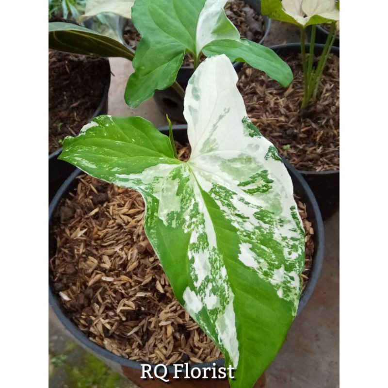 Jual Tanaman Hias Syngonium Podophyllum Variegata / Syngonium Variegata ...