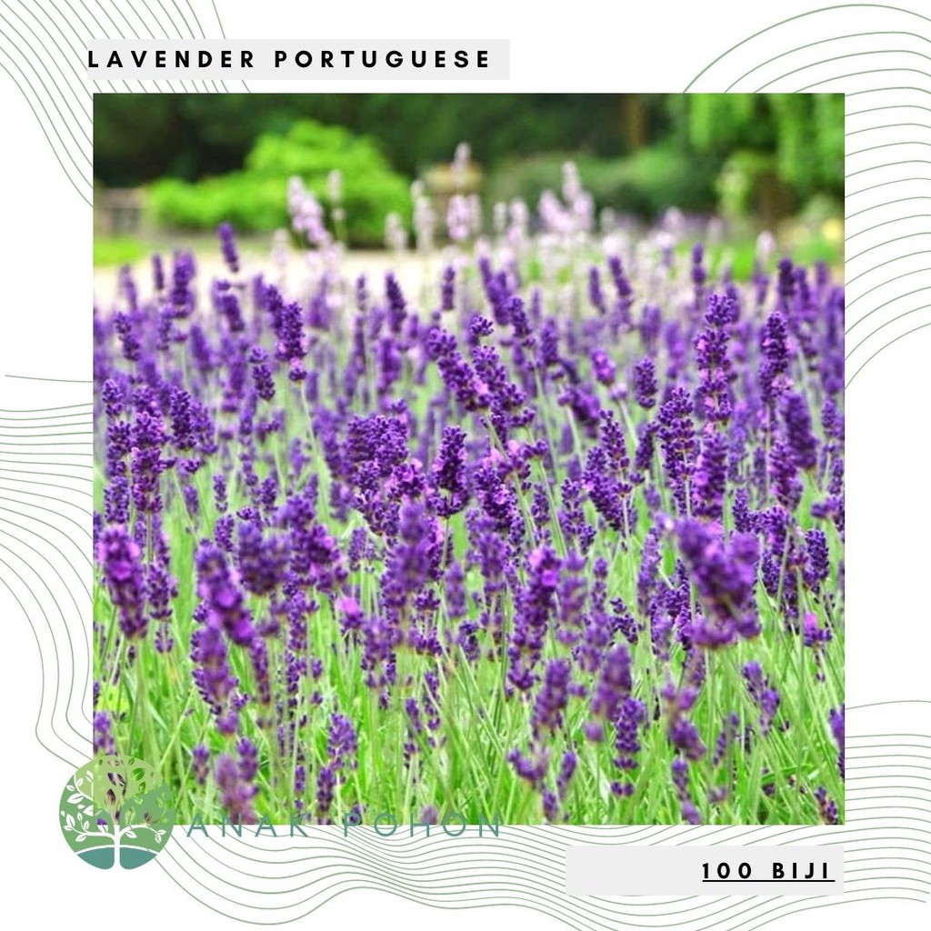 Jual Benih Bibit Biji - Bunga Lavender Portuguese Seeds - IMPORT (100 ...