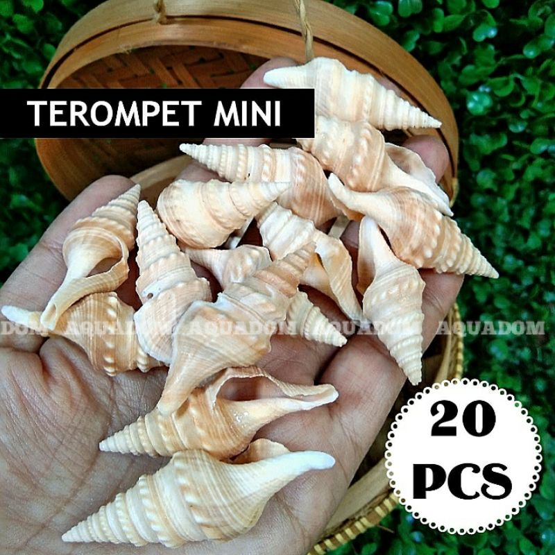 Jual CANGKANG KERANG HIAS TEMPURUNG KELOMANG LAUT RUMAH UMANG ( SERIES ...