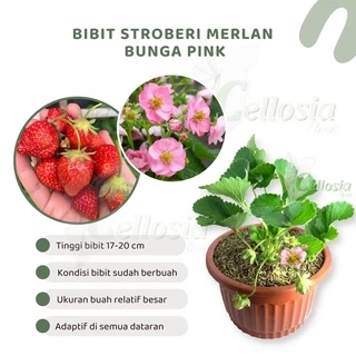 Produk cellosiaflorist | Shopee Indonesia