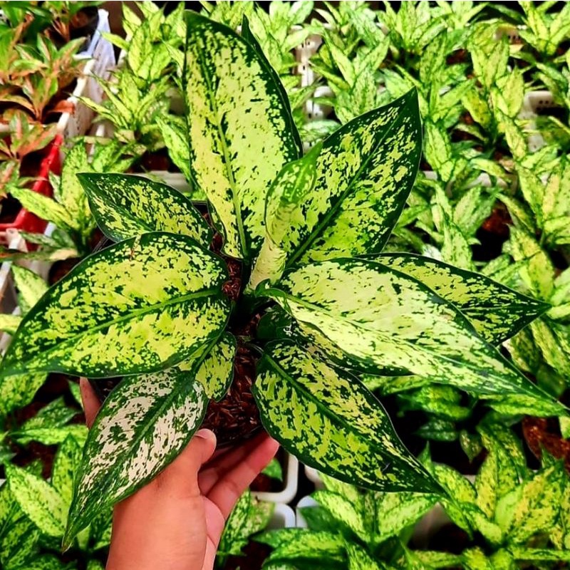 Jual Aglonema Lotus Delight Tanaman Aglonema Hidup Bunga Aglonema ... Jual Aglonema Lotus Delight Tanaman Aglonema Hidup Bunga Aglonema ...
