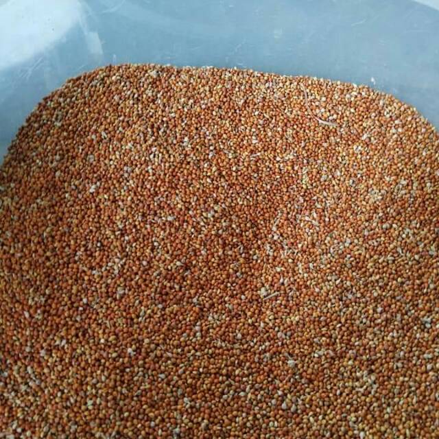 Jual Biji juwawut 500gram / jewawut/ juwawod makanan burung finch dll ...