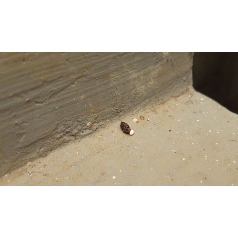 Jual kue unik bentuk kotoran curut | Shopee Indonesia