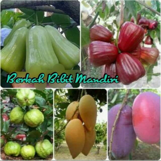 Jual Paket 5 Batang Bibit Jambu Air Madu Deli Hijau & Merah, Jambu ...