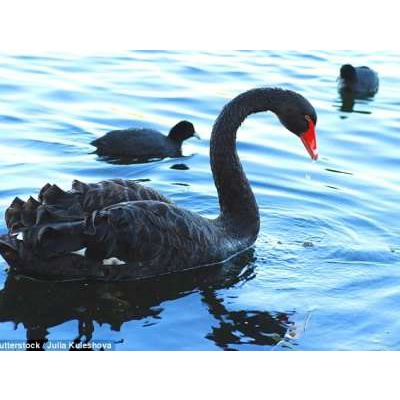 Jual TELUR ANGSA SOANG HIAS SIAP DITETASAN | Shopee Indonesia