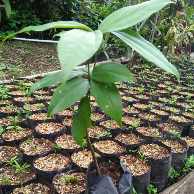 Jual Bibit pohon kayu manis | Shopee Indonesia