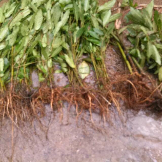 Jual Bareroot loa BAHAN BONSAI JUARA PAMNAS | Shopee Indonesia