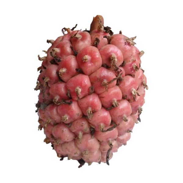 Jual Jual Buah honje segar 500gram matang/muda ready buah honje rasa ...