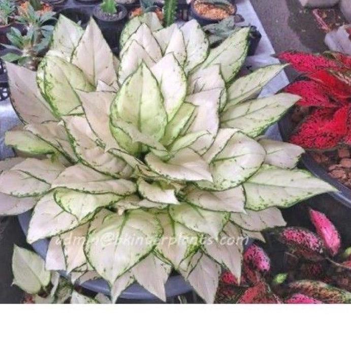 Jual tanaman hias aglonema snow white-aglaonema Putih-Tanaman Hidup ...