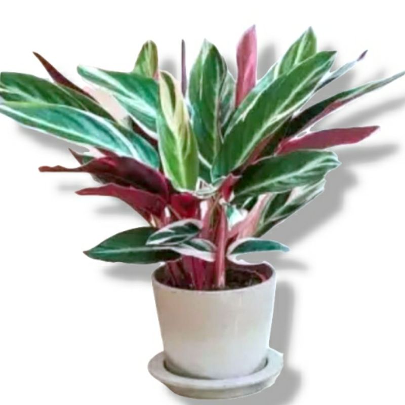 Jual Tanaman hias meranti bali Tanaman Hidup calathea multicollor ...