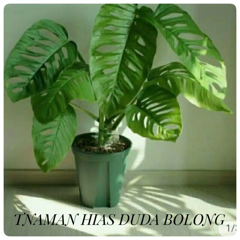 Jual BONGOL RHAPHIDOPORA FORAMINIFERA (Duda Bolong) | Shopee Indonesia