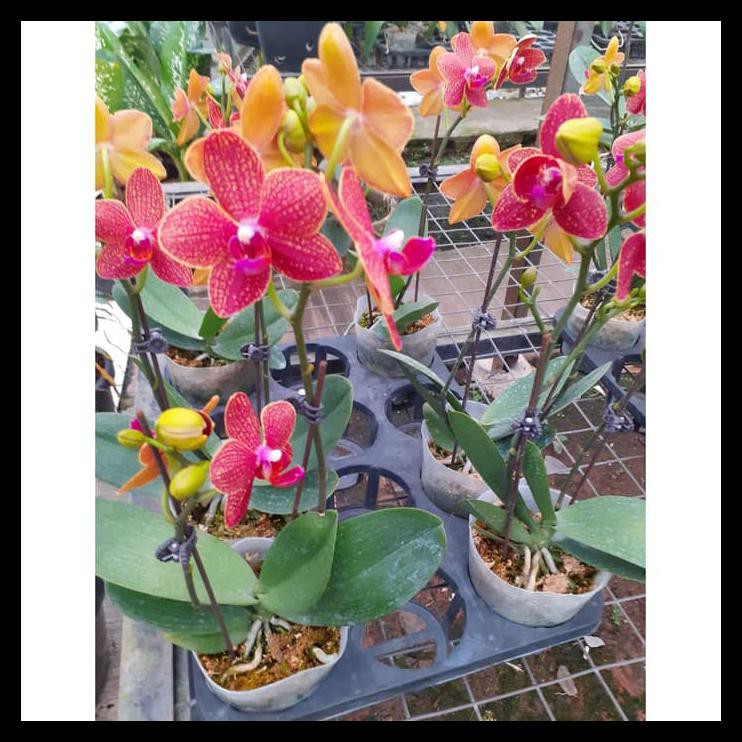 Jual Anggrek Bulan Merah Bergaris | Shopee Indonesia