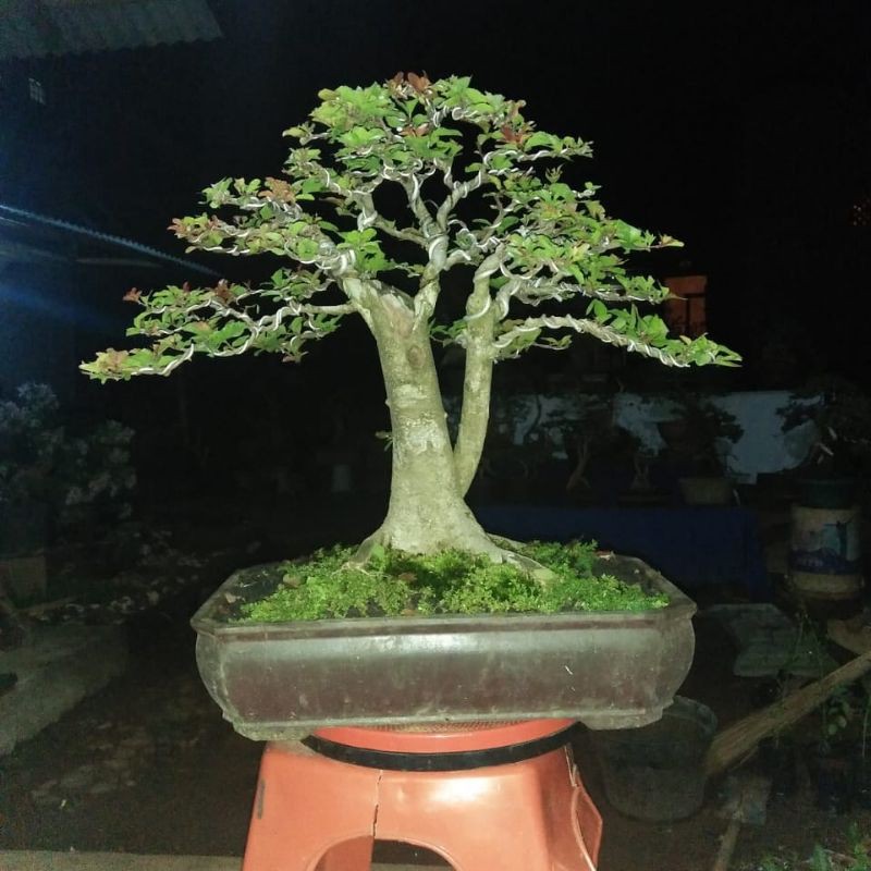 Jual bonsai rukem pucuk merah medium | Shopee Indonesia