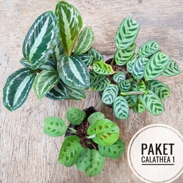 Jual paket 3 tanaman hias calathea Burlemaxii - levonero - silverback ...