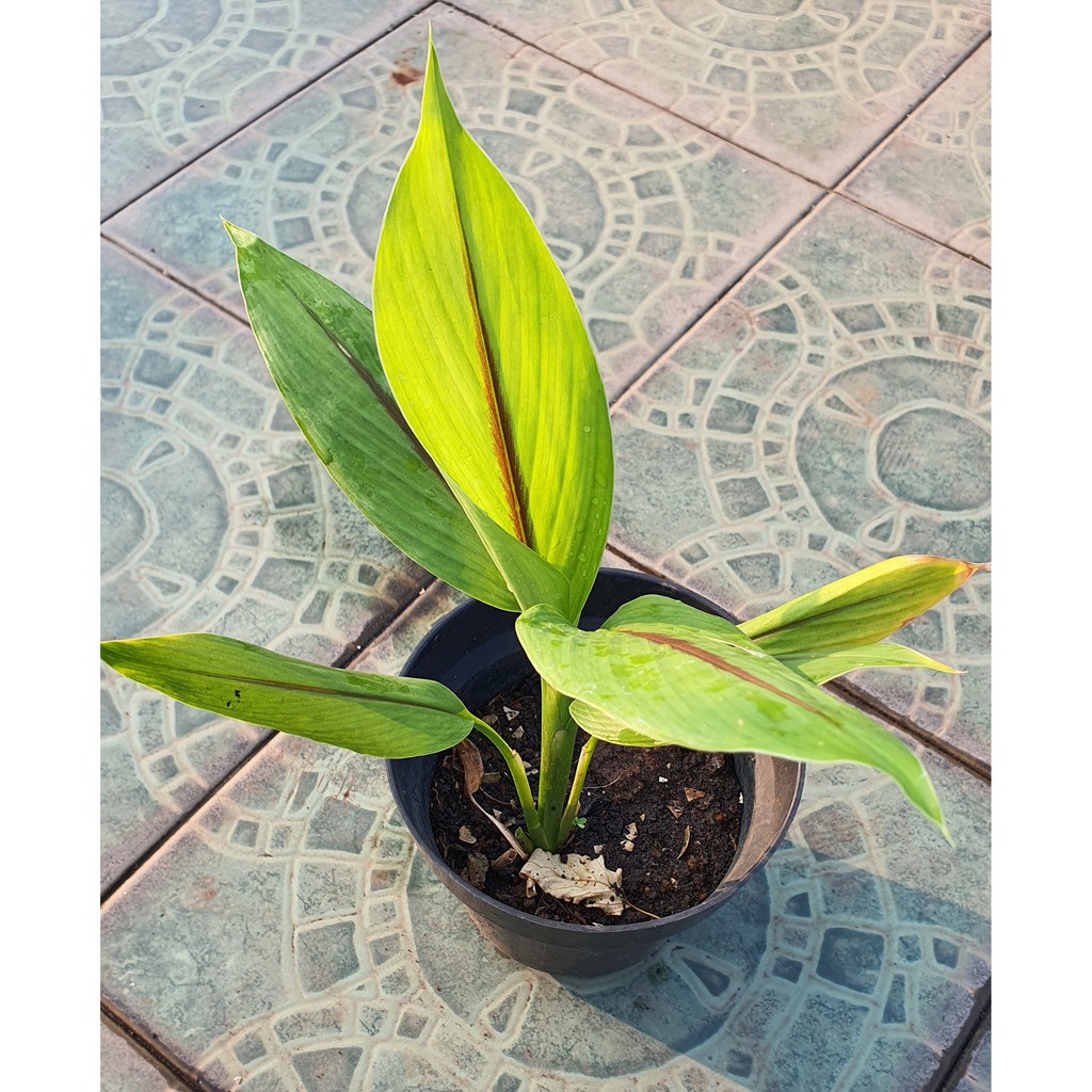 Jual Bibit Pohon Kunyit Temu Putih Herbal Curcuma | Shopee Indonesia