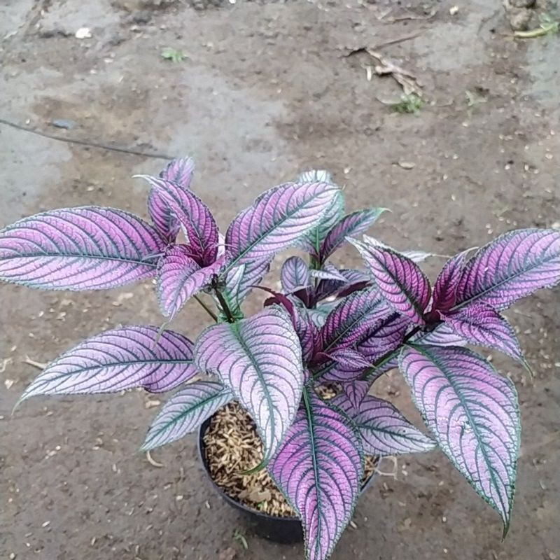 Jual kibeling ungu pohon Ki beling ungu daun kibeling ungu | Shopee ...