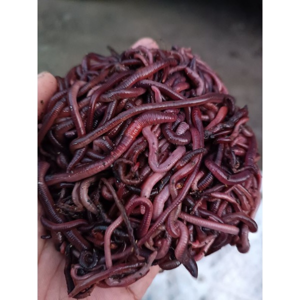 Jual Cacing Tanah Anc 300 Gram / Pakan Chana dan Burung | Shopee Indonesia
