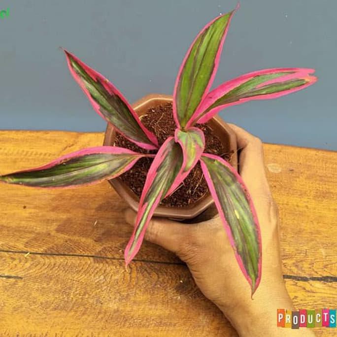 Jual Diskon Tanaman Hanjuang Mini Garis Merahmuda/Cordyline Fruticosa ...