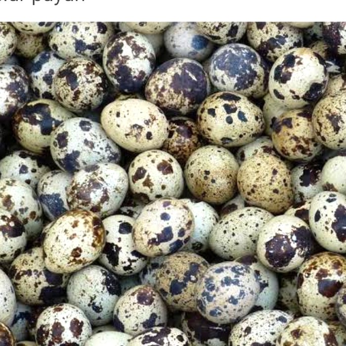 Jual telor puyuh 250 gr/telur poyoh/ Telur Puyuh Fresh | Shopee Indonesia