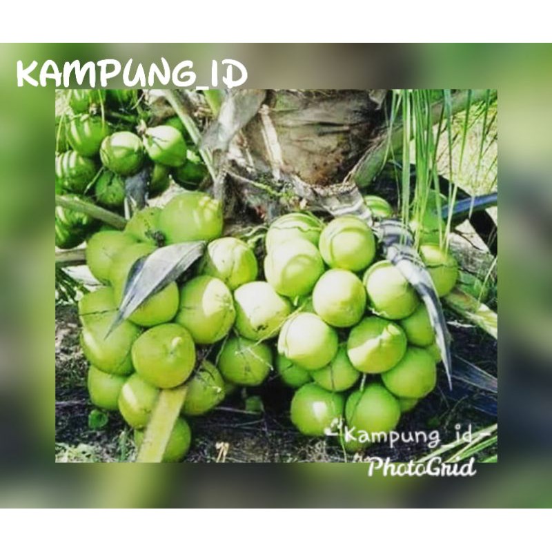 Jual Bibit Kelapa Genjah Entok | Shopee Indonesia