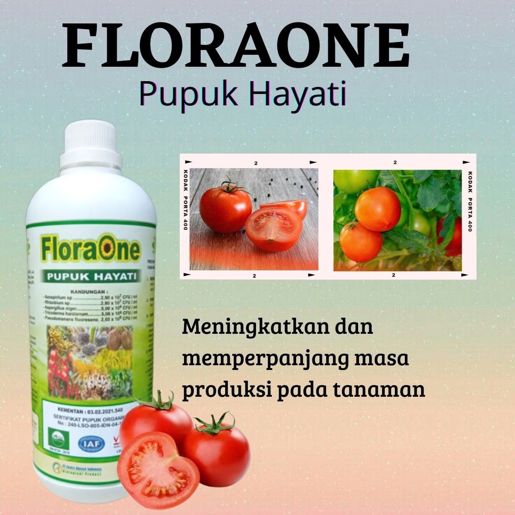 Jual Pupuk Tomat Pada Saat Berbuah , Pupuk Hayati Agar Tanaman Berbuah Lebat 1 Liter | Shopee ...